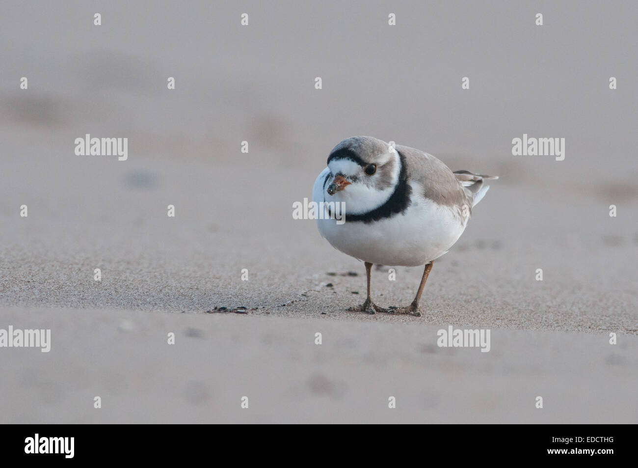Piping Plover on a beach Stock Photo - Alamy