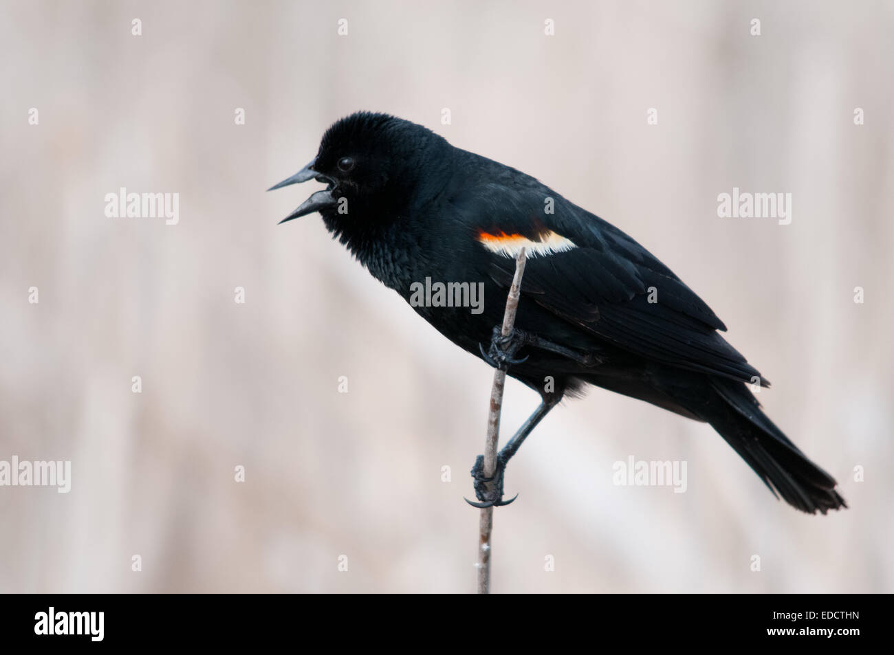 Red-winged Blackbird calling Stock Photo - Alamy