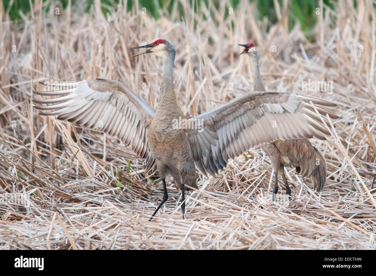 Dancing cranes hi-res stock photography and images - Alamy