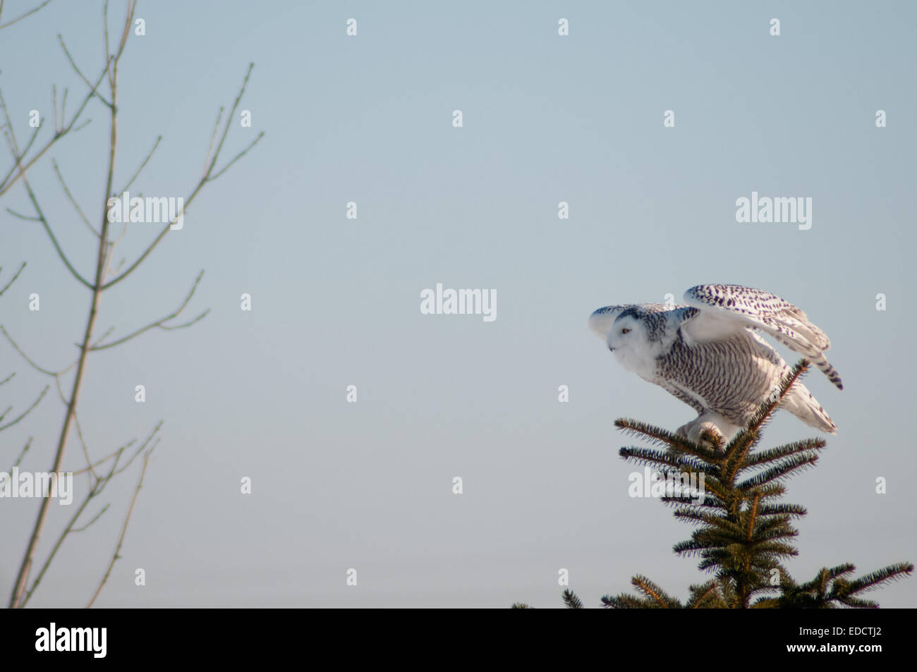 Snowy owl migration hi-res stock photography and images - Alamy