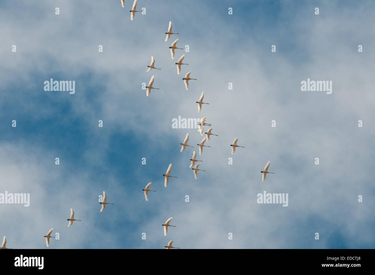 Tundra Swans flying north during spring migration Stock Photo - Alamy