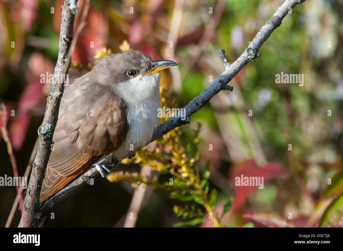 Yellow-billed Cuckoo during the fall migration Stock Photo - Alamy
