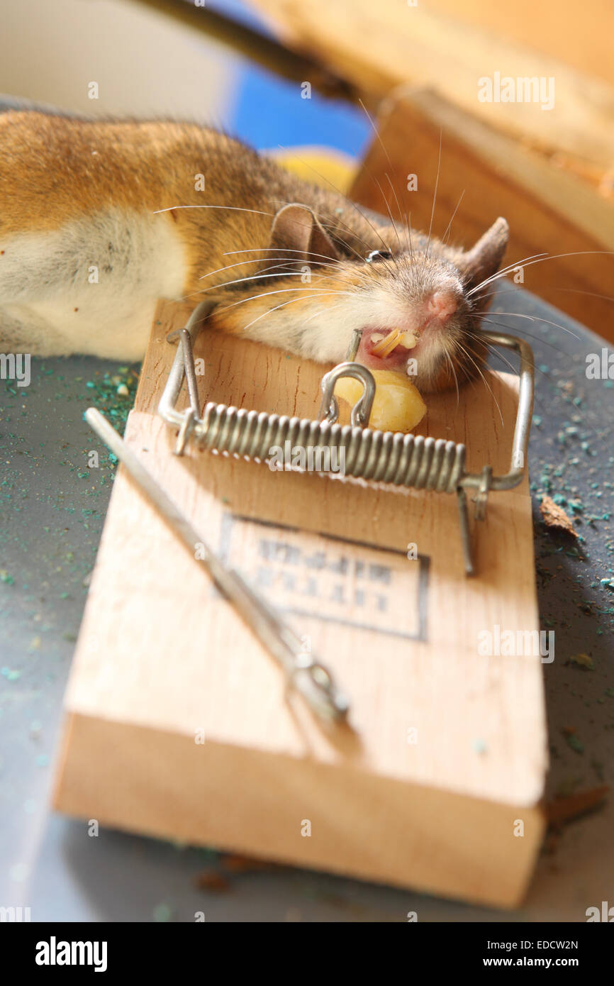 Dead mouse caught in a mouse trap in a shed out building UK Stock Photo ...