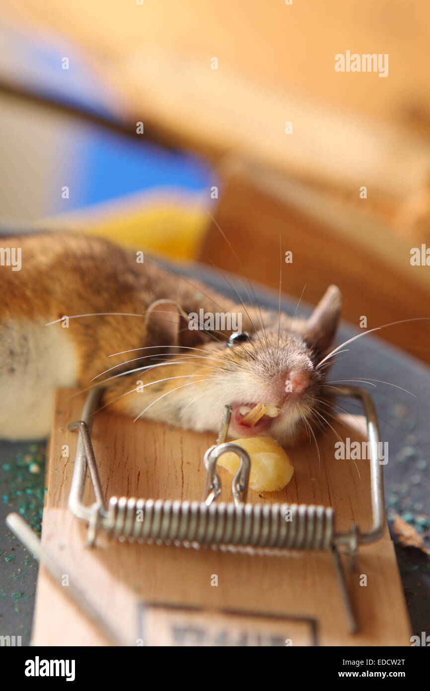 Mouse trap shed hi-res stock photography and images - Alamy