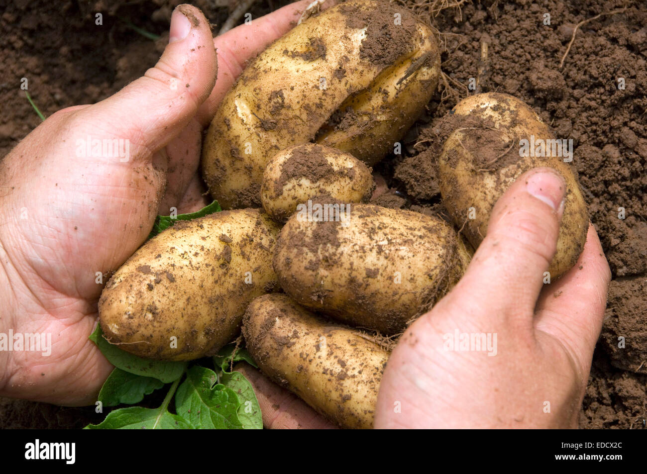 Digging up potatoes on a smallholding Stock Photo - Alamy