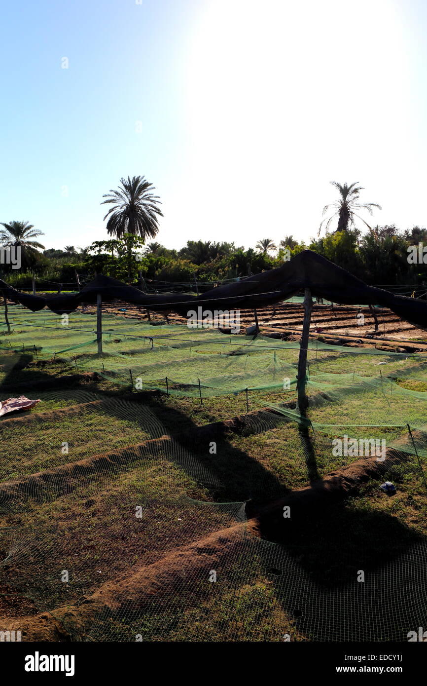 Crops growing in irrigated fields, Barbar, Kingdom of Bahrain Stock ...