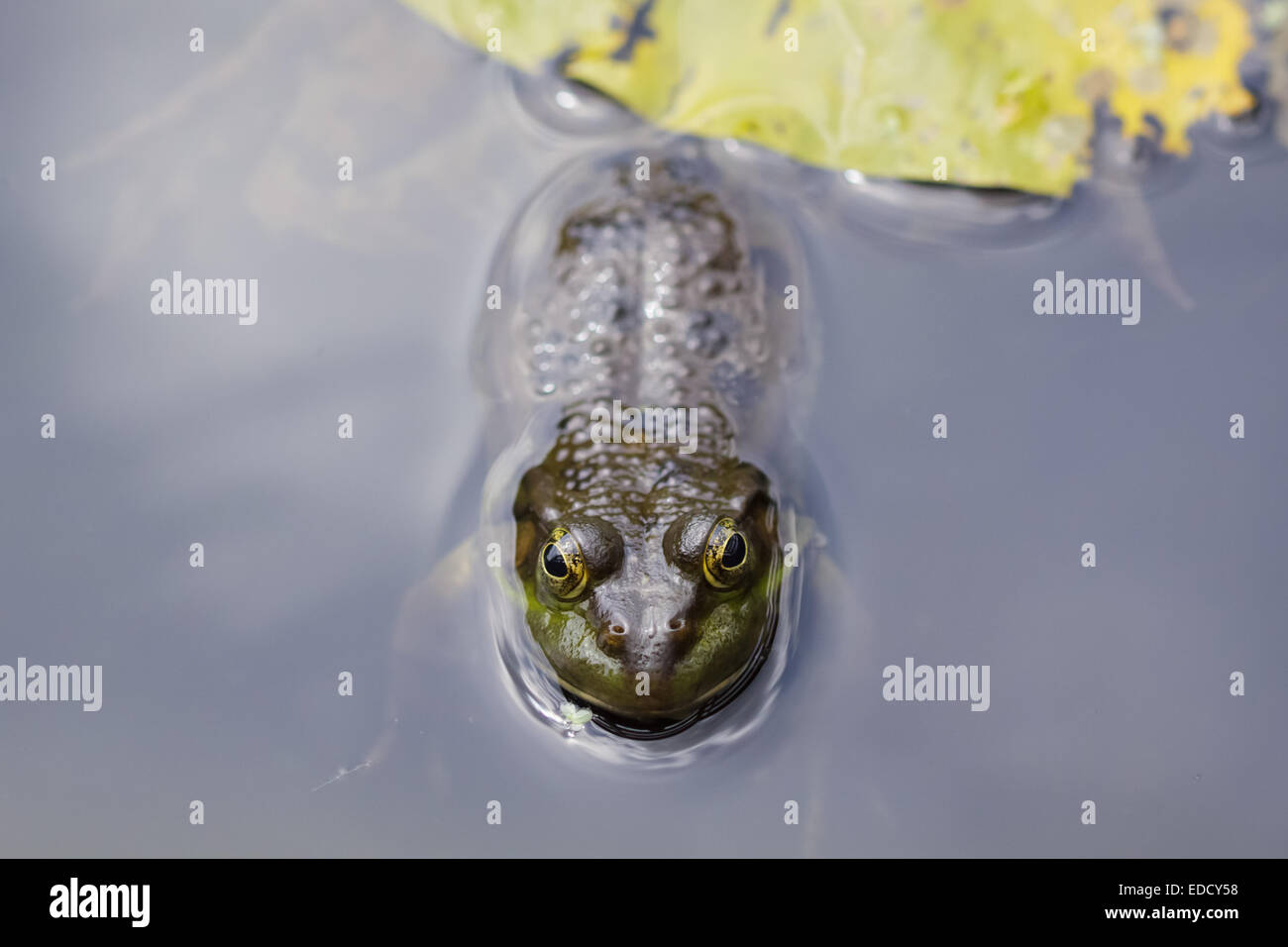A Marsh Frog floating in the water under a lillypad Stock Photo - Alamy