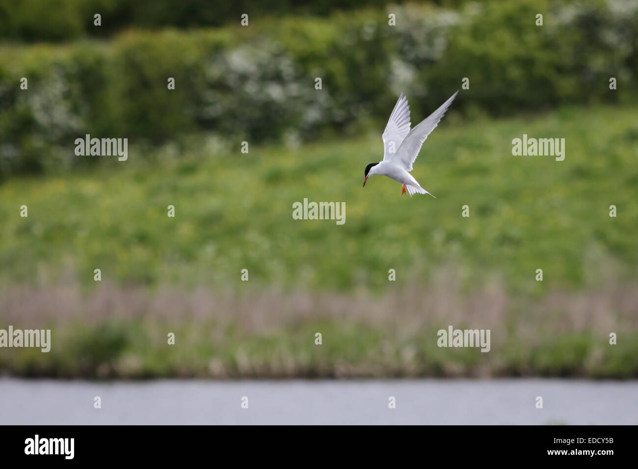 Tern hovering hi-res stock photography and images - Alamy