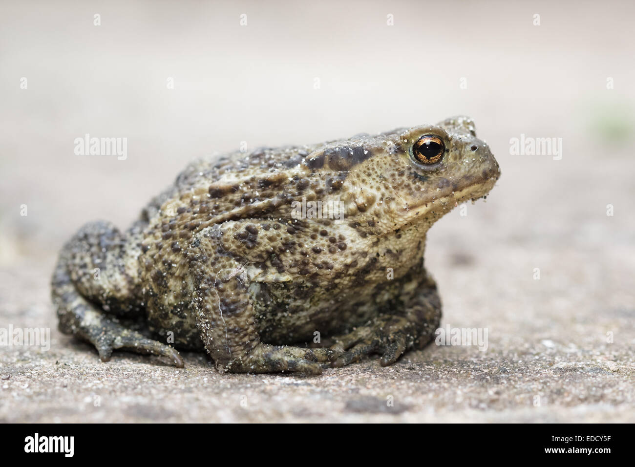 A Common Toad Stock Photo - Alamy