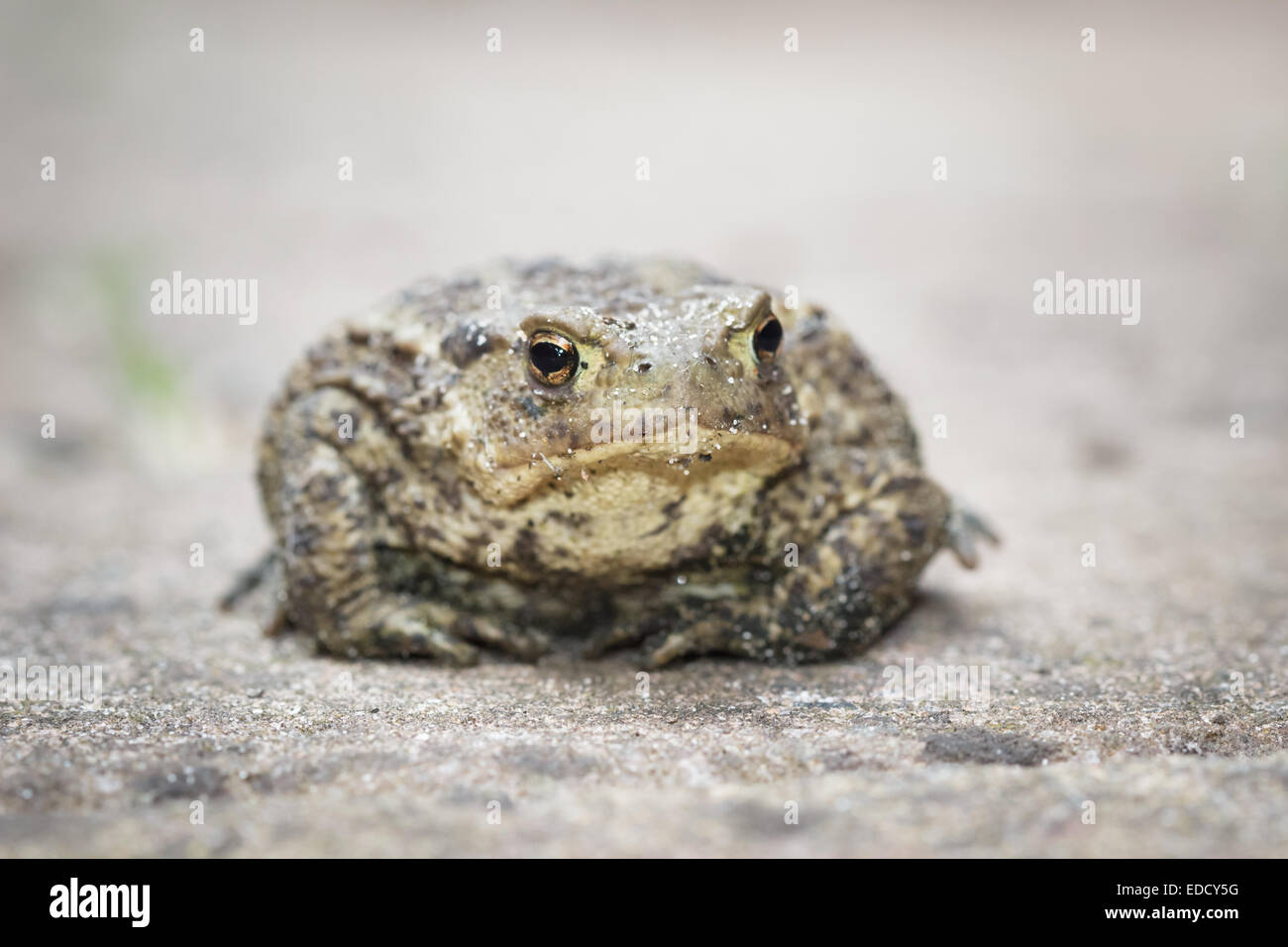 A Common Toad Stock Photo - Alamy
