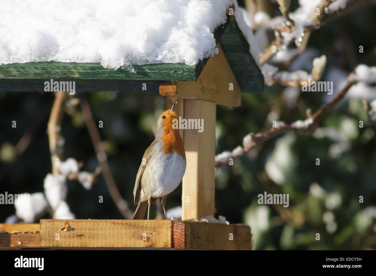 Robin bird table hi-res stock photography and images - Alamy