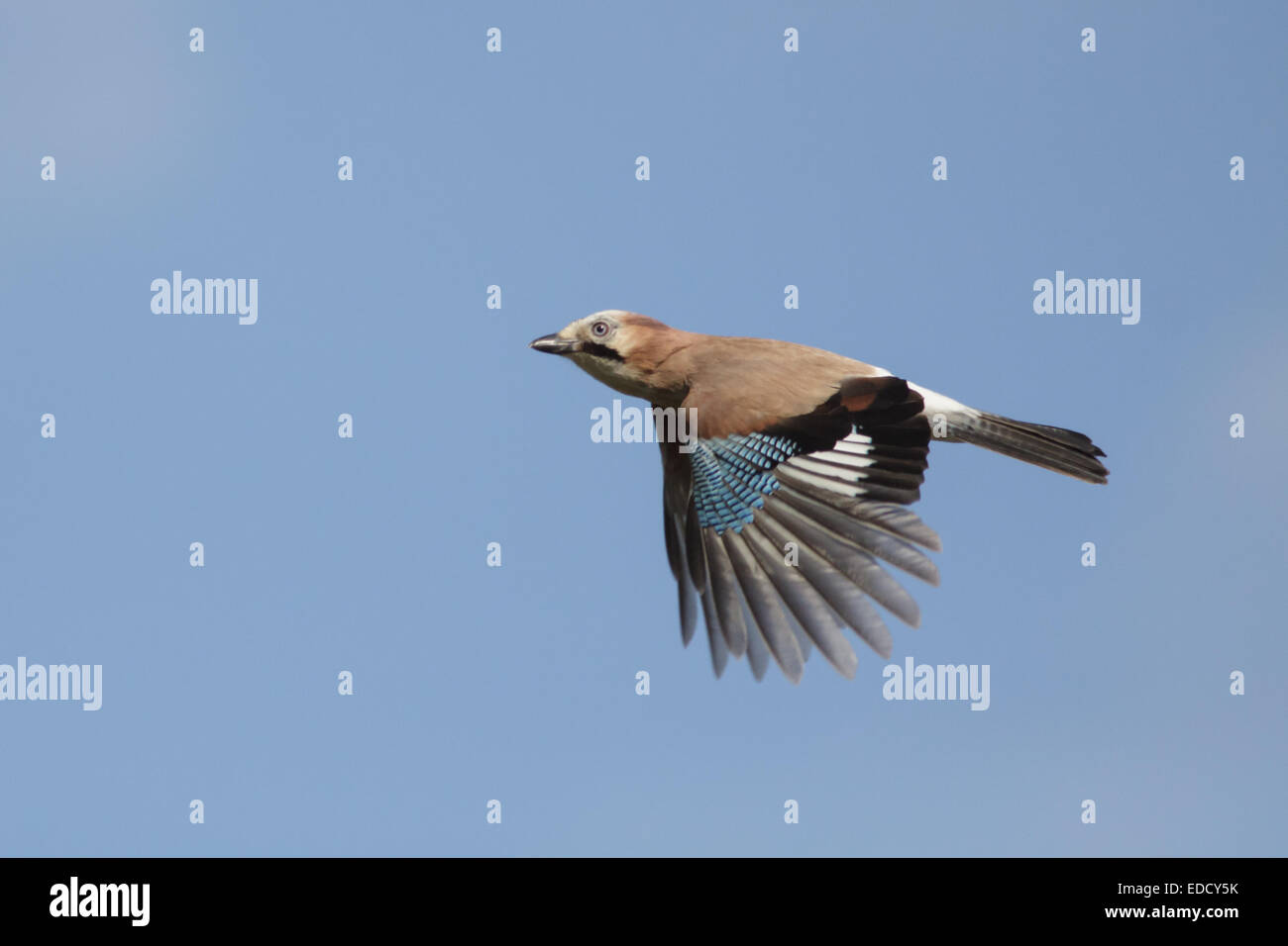 Eurasian jay flying hi-res stock photography and images - Alamy