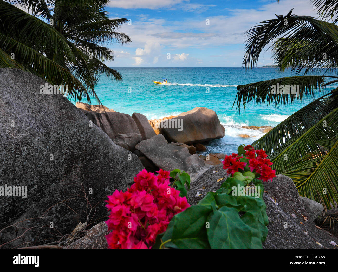 Pink flowers on Seychelles, island La Digue Stock Photo - Alamy