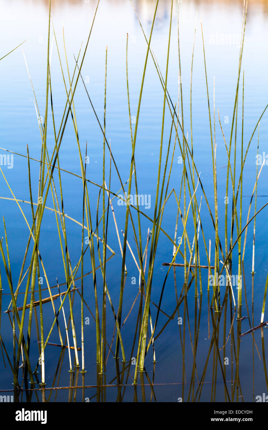 Grass reeds in vibrant blue pond Stock Photo - Alamy
