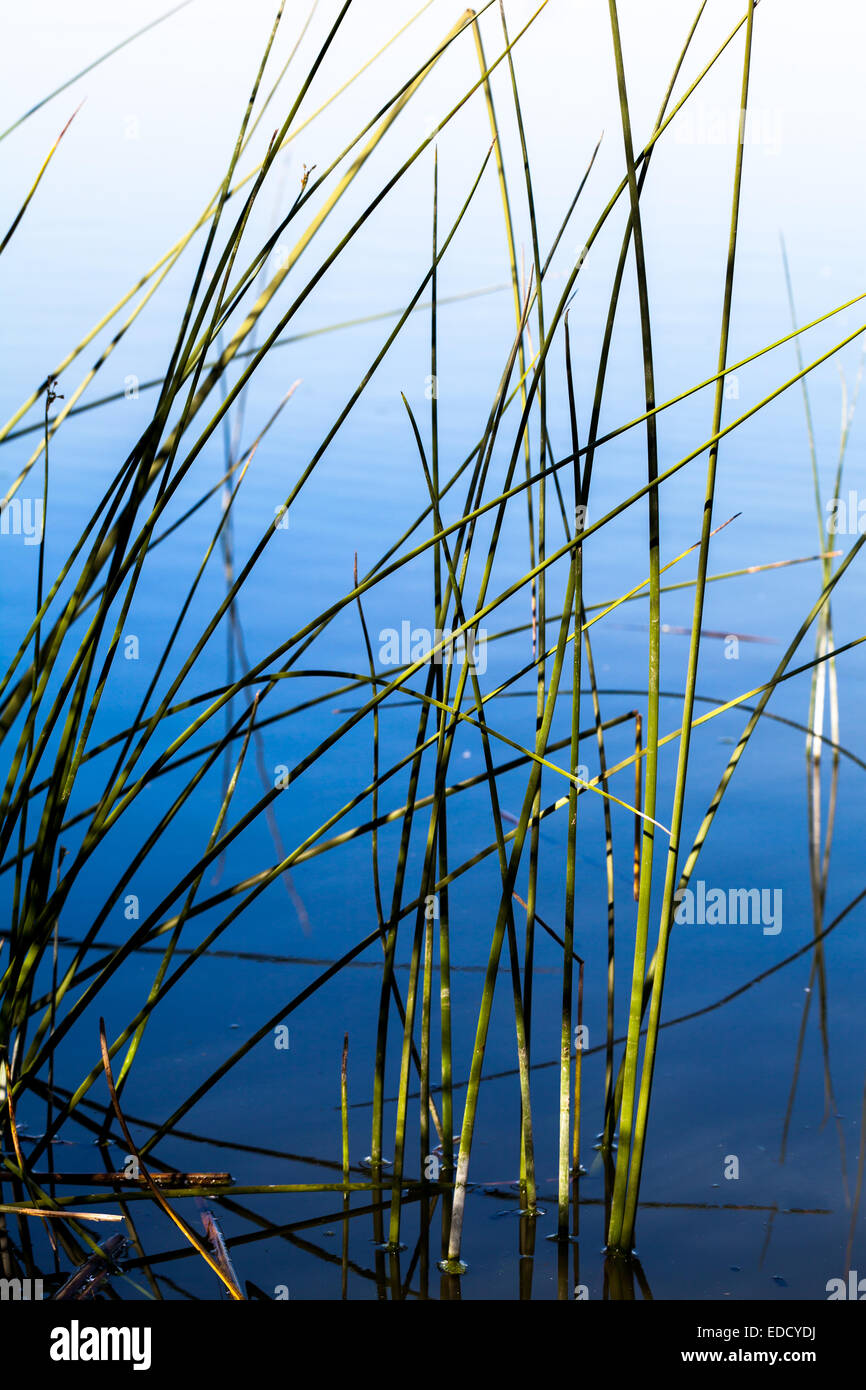 Grass and reeds hi-res stock photography and images - Alamy