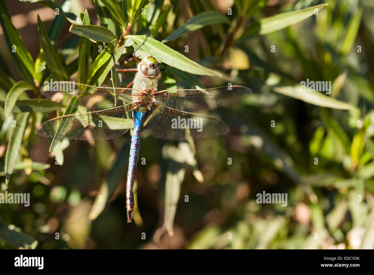 Giant Darner Dragonfly on plant near swamp Stock Photo - Alamy