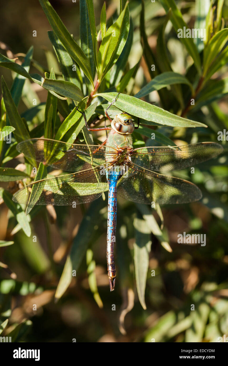 Giant Darner Dragonfly on plant near swamp Stock Photo - Alamy