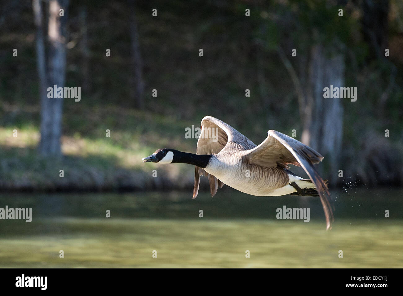 Canada goose flying over water Stock Photo - Alamy