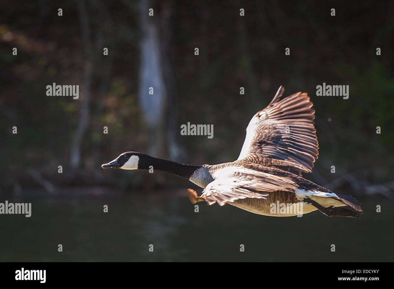 Canada goose flying over water Stock Photo - Alamy