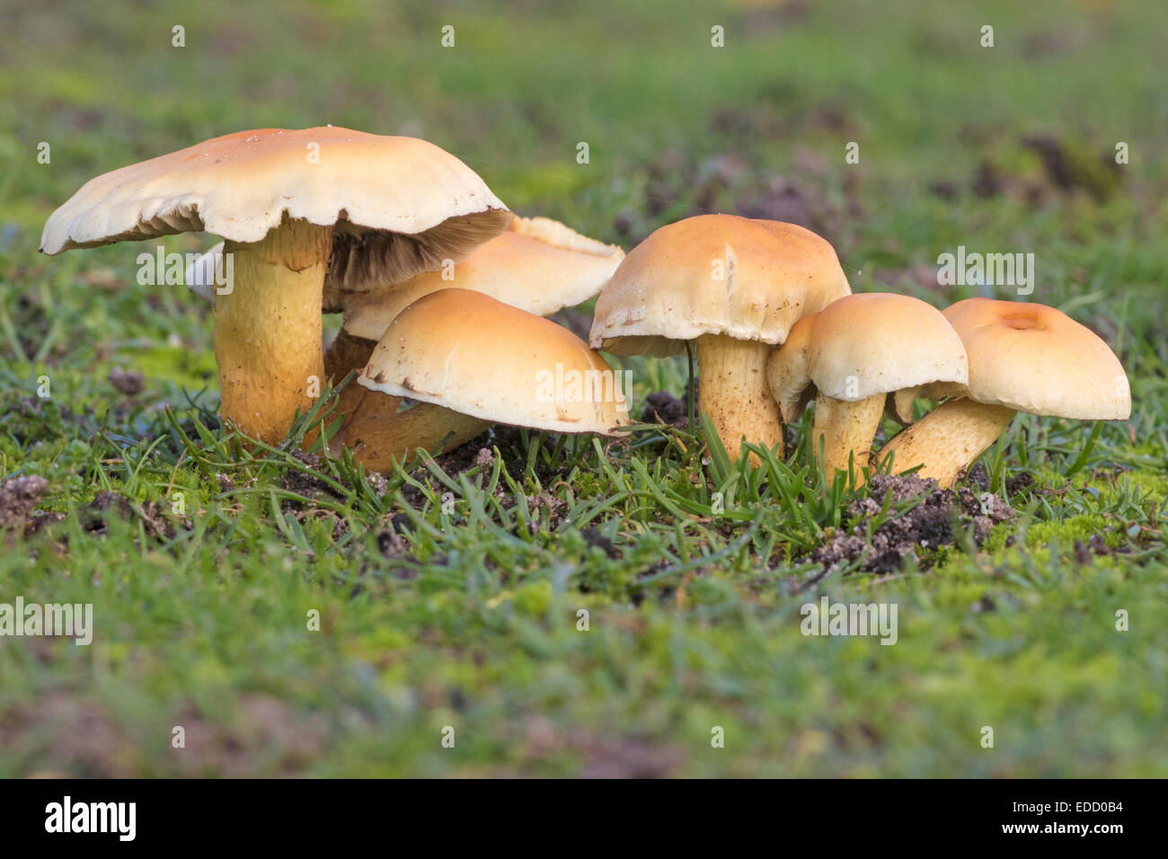 Brick Tuft High Resolution Stock Photography and Images - Alamy