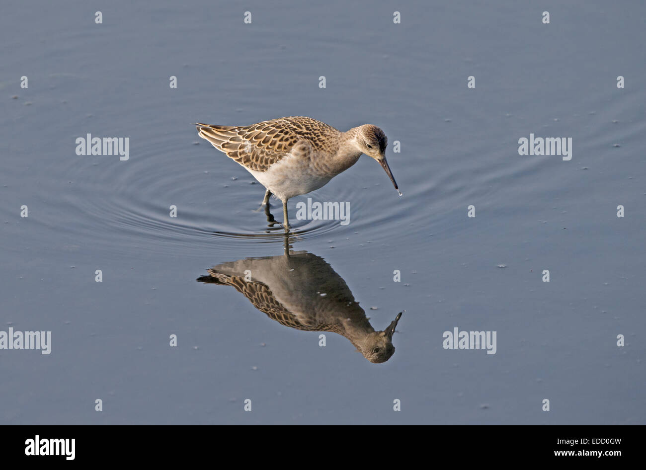 Ruff in water hi-res stock photography and images - Alamy
