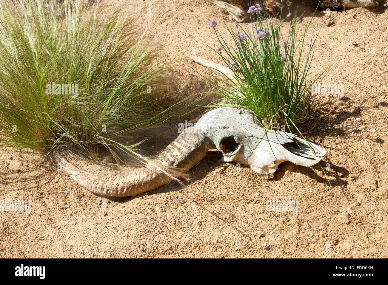 Death and life themes hi-res stock photography and images - Alamy