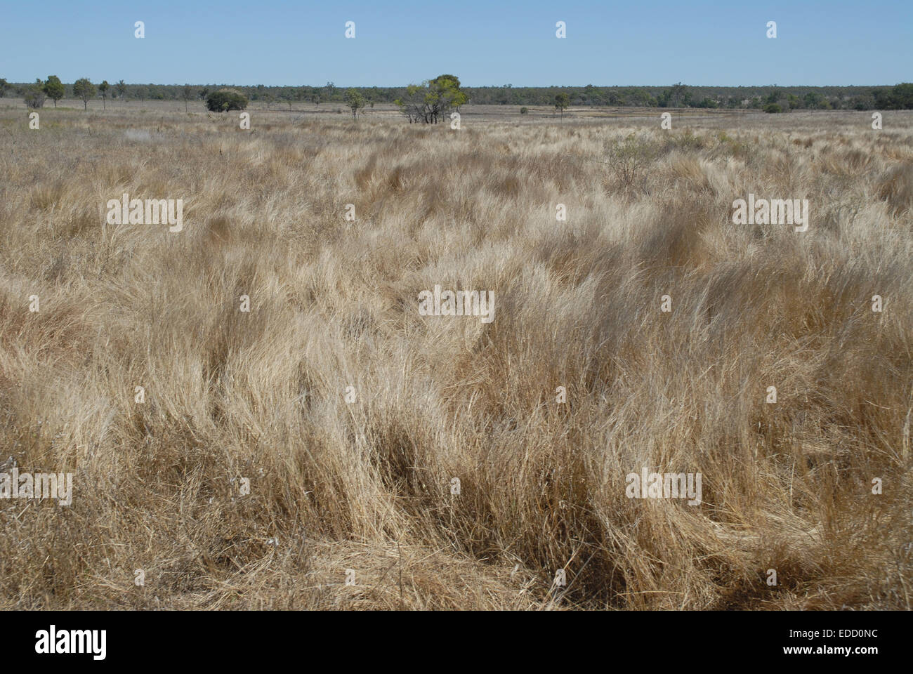 Arid landscape. Grasses in in the dry season, outback Queensland ...