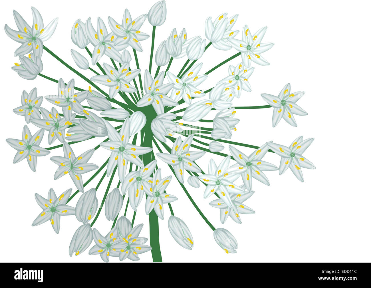 Allium flower vector hi-res stock photography and images - Alamy