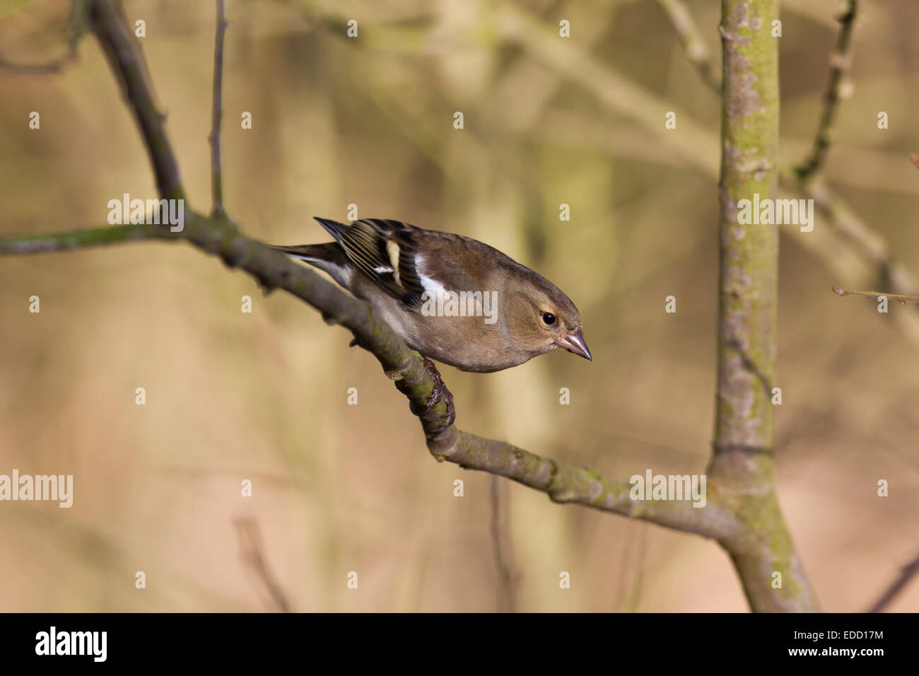 Songbird finch hi-res stock photography and images - Alamy