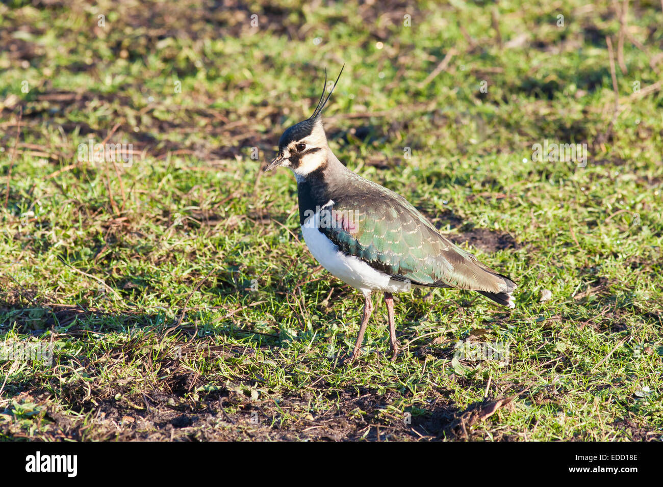 Lapwing on the ground Stock Photo - Alamy