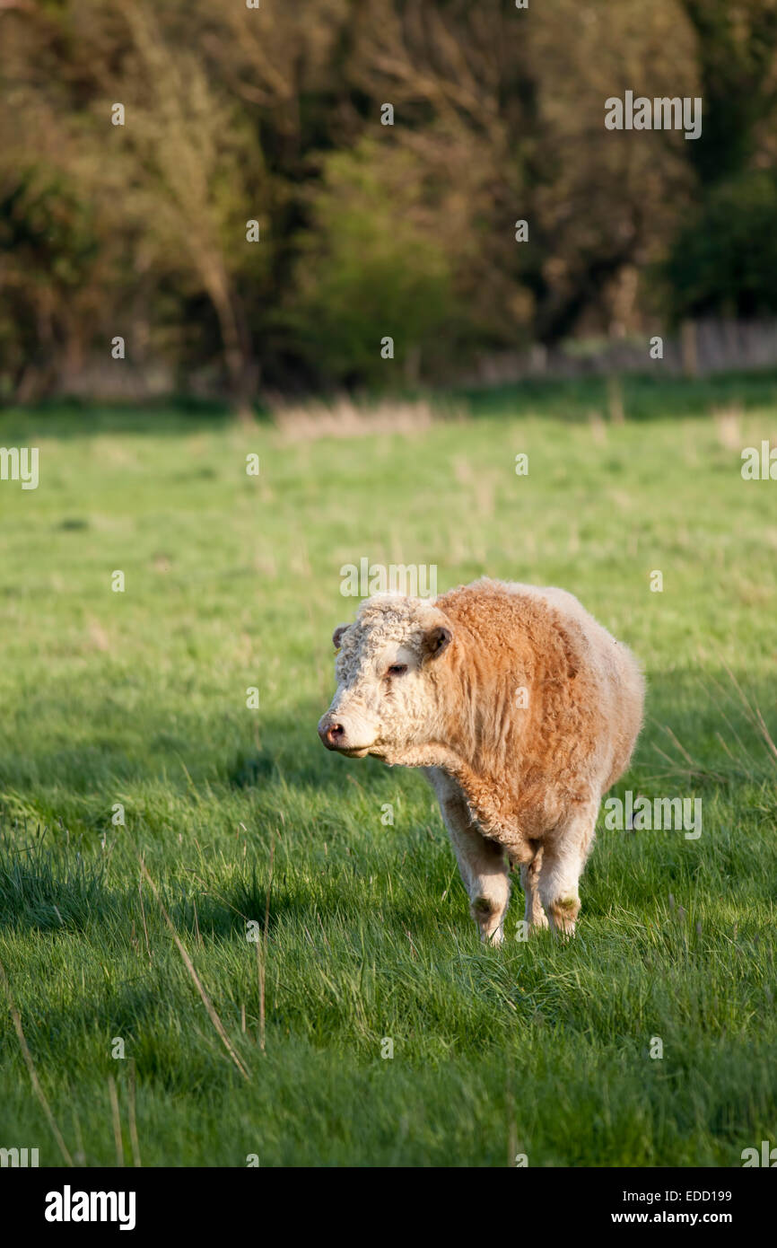 Bull in field Stock Photo - Alamy