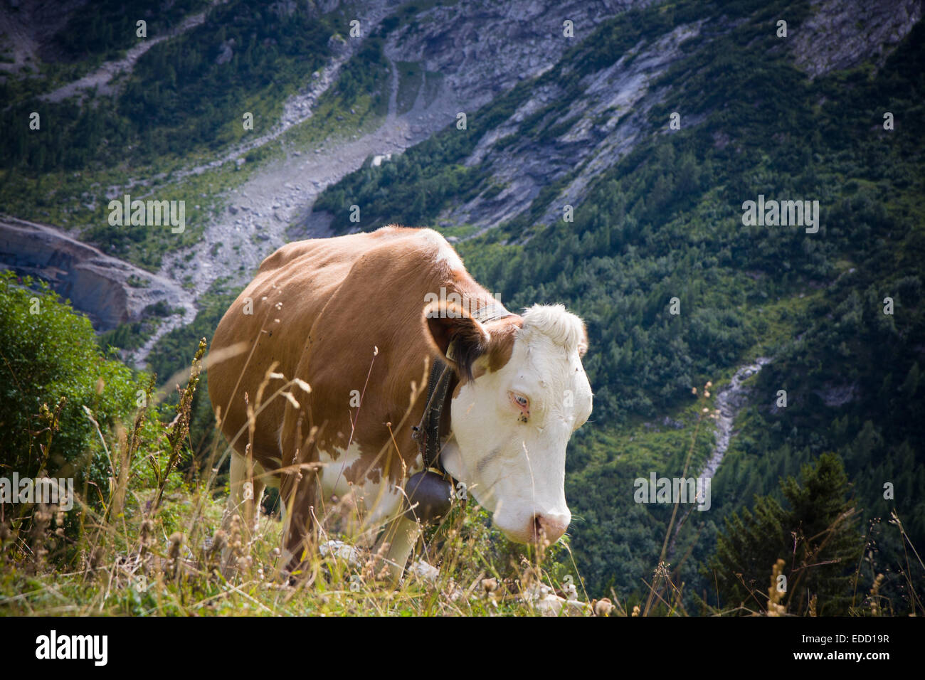Spotted cow hi-res stock photography and images - Alamy