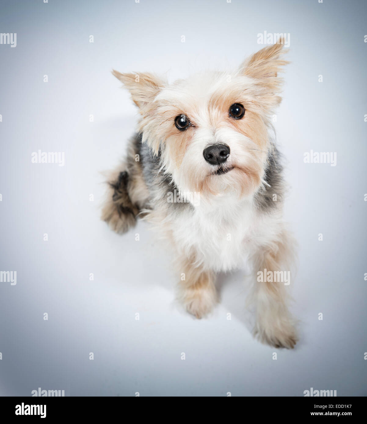 Asking for forgiveness hi-res stock photography and images - Alamy
