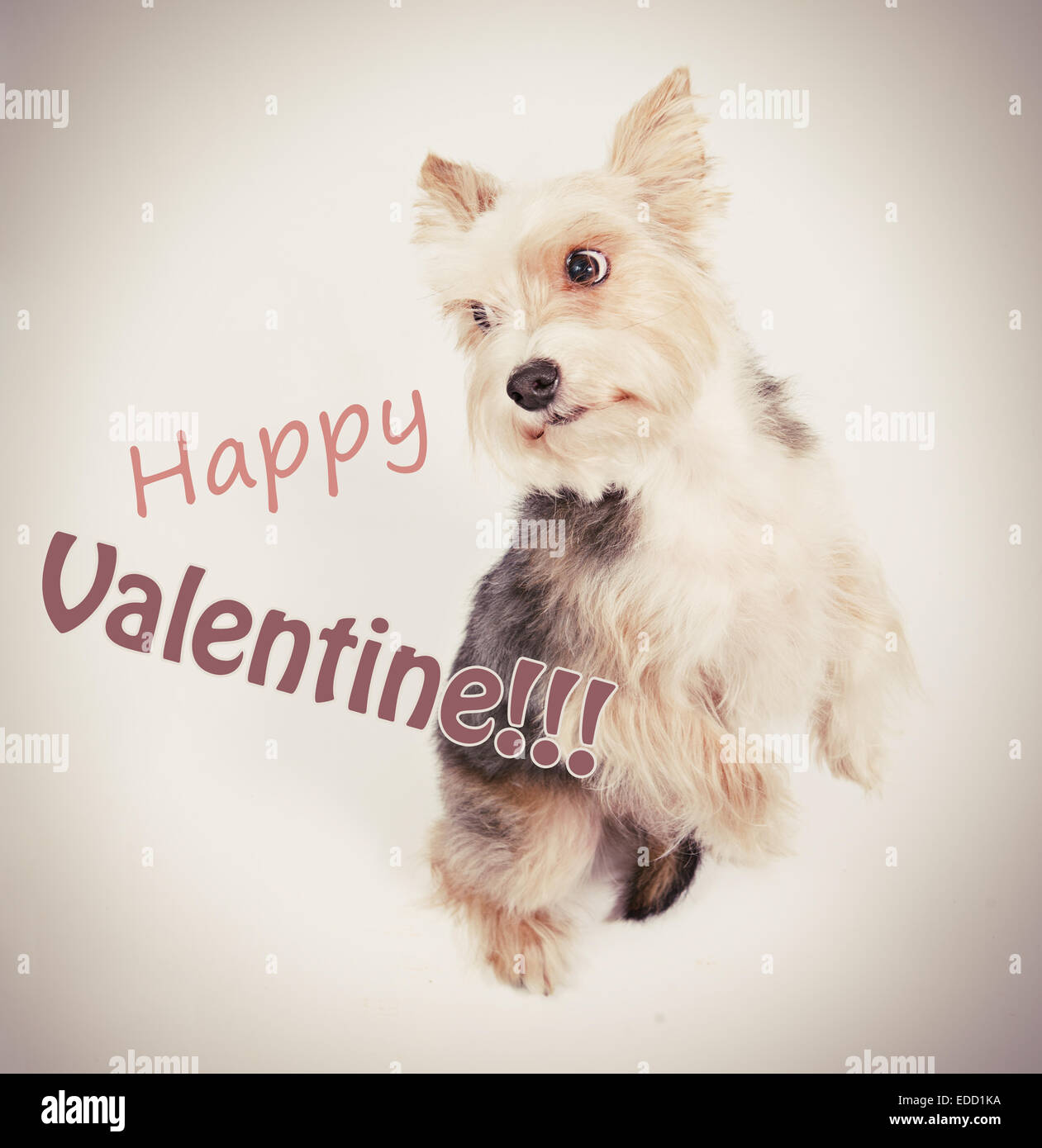 Valentine Dog High Resolution Stock Photography and Images - Alamy