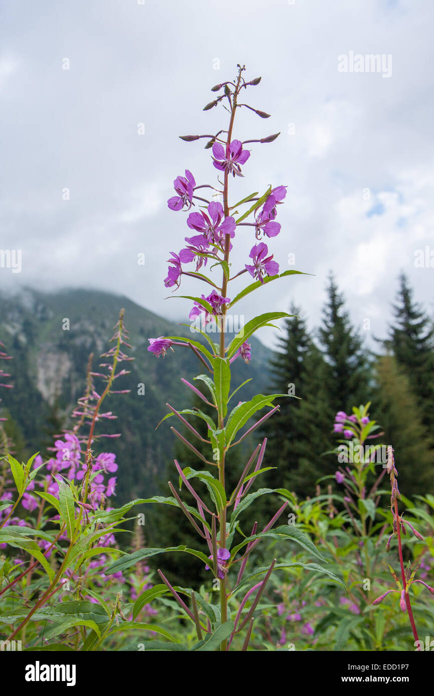 close up wild Flowers in the Alps Stock Photo - Alamy