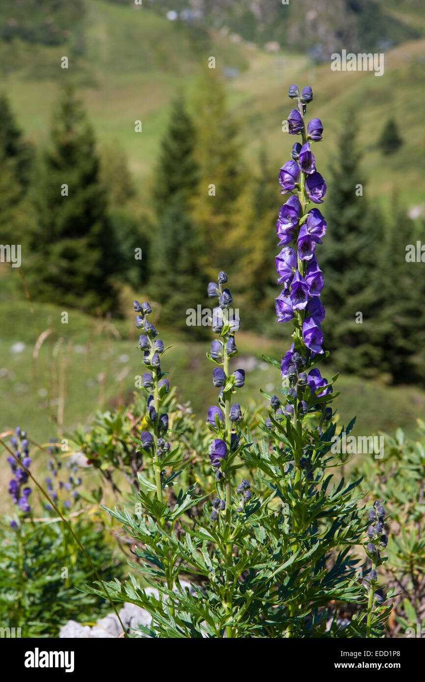 close up wild Flowers in the Alps Stock Photo - Alamy