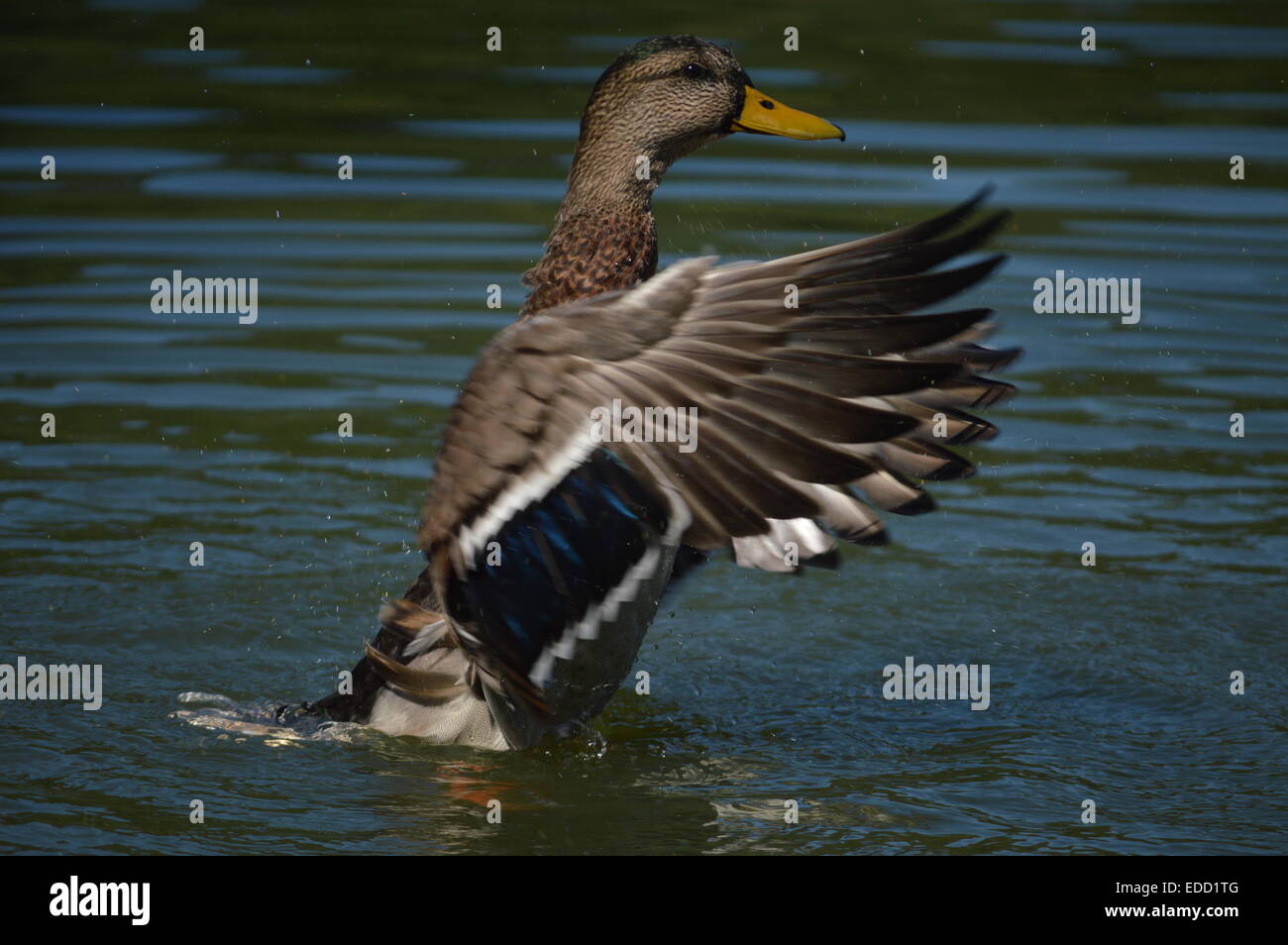 Mallard duck stretching it's wings Stock Photo - Alamy