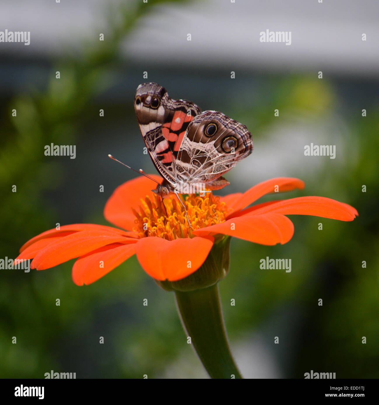 Painted Lady On Flower Stock Photos & Painted Lady On Flower Stock ...