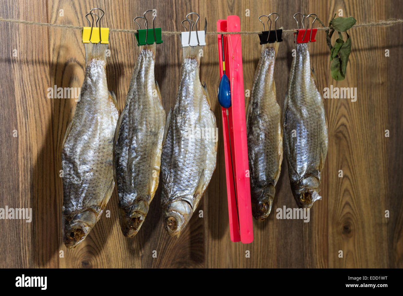 Dried roach - roach, fishing equipment with a float are hanging on the ...