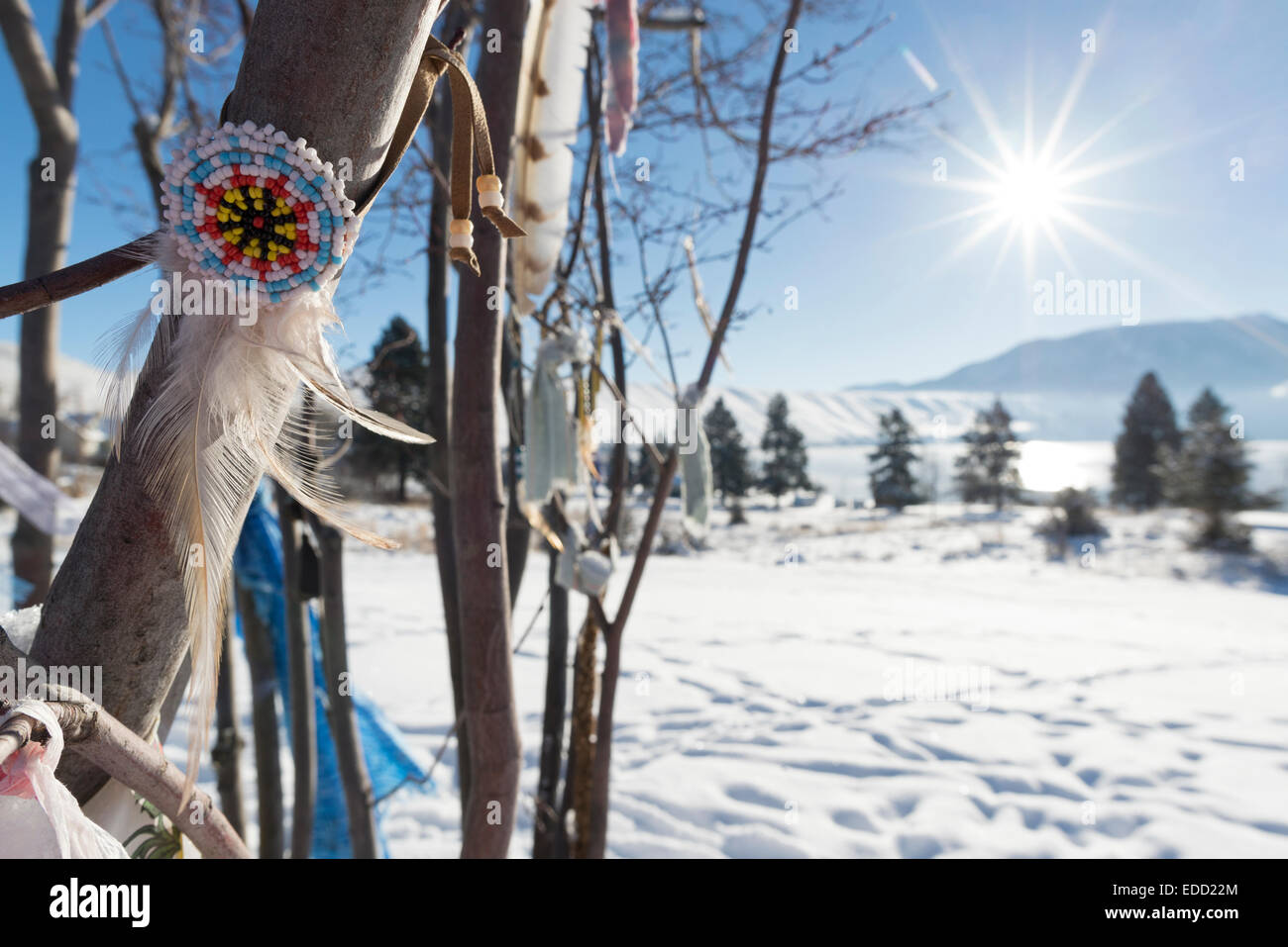 Offerings left on tree at Old Chief Joseph gravesite, Nez Perce ...