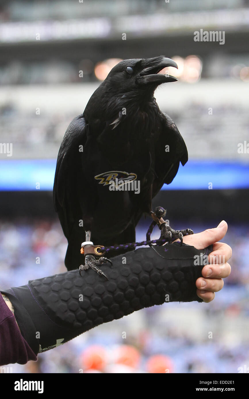 Baltimore, Maryland, USA. 28th Dec, 2014. Baltimore Ravens mascot 'Rise ...