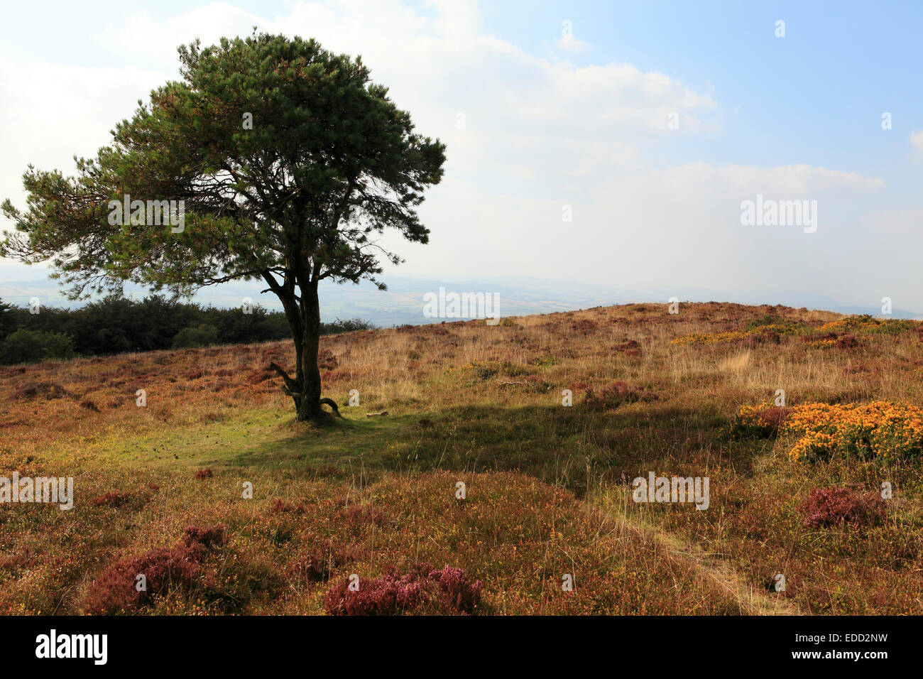 Tree no leaves on hillside hi-res stock photography and images - Alamy