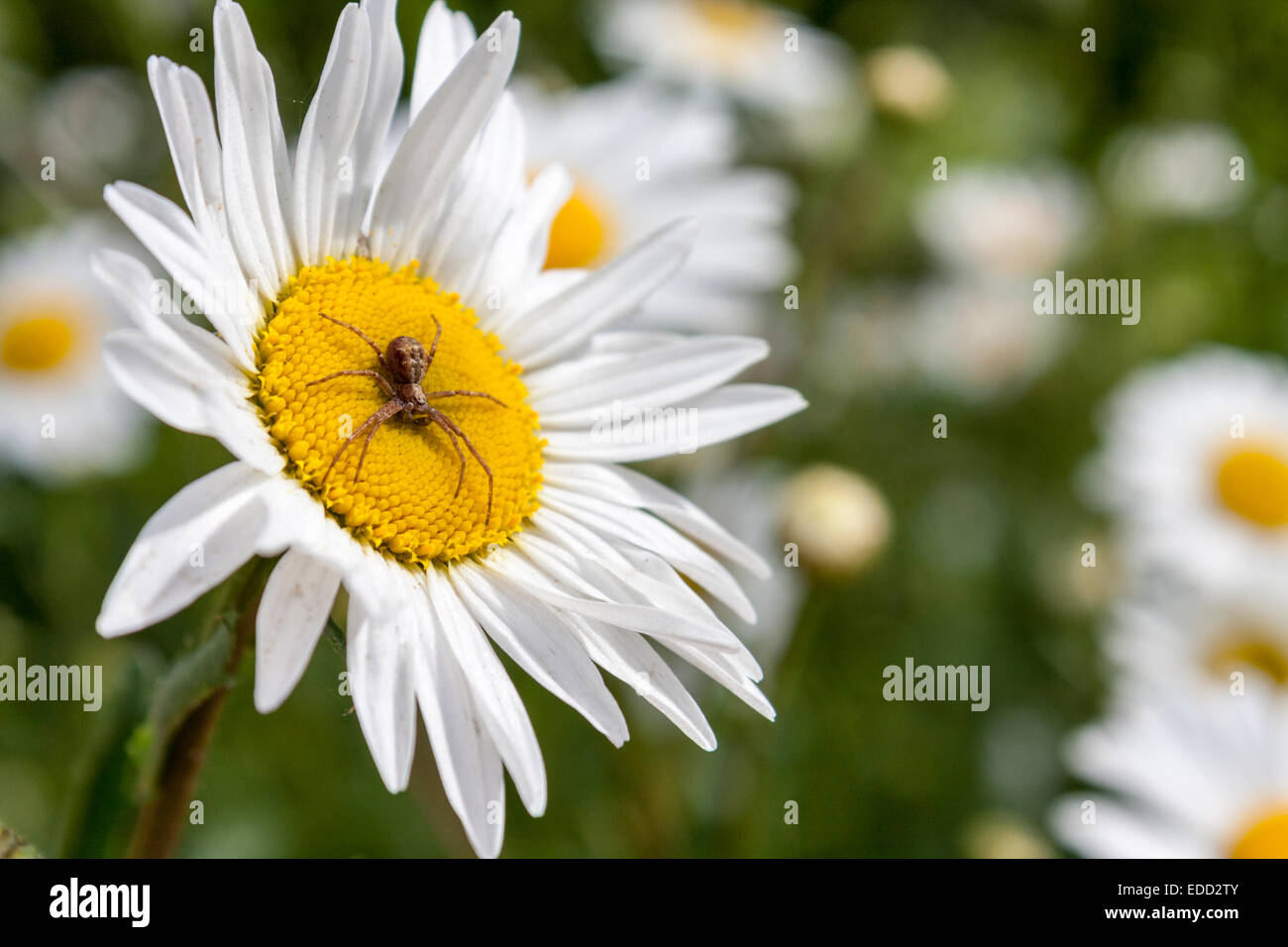European garden spider, Araneus diadematus, on an Oxeye daisy ...