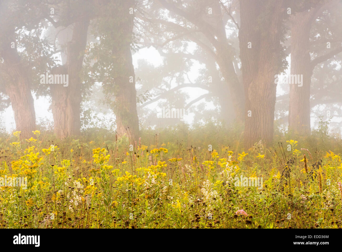 Oak savanna hi-res stock photography and images - Alamy