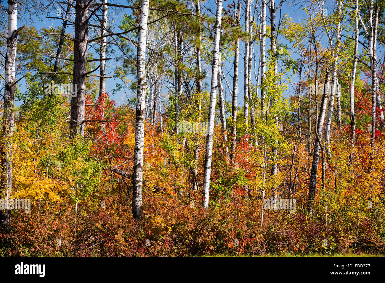 Colorful autumn birch forest in St. Croix State Park Stock Photo - Alamy