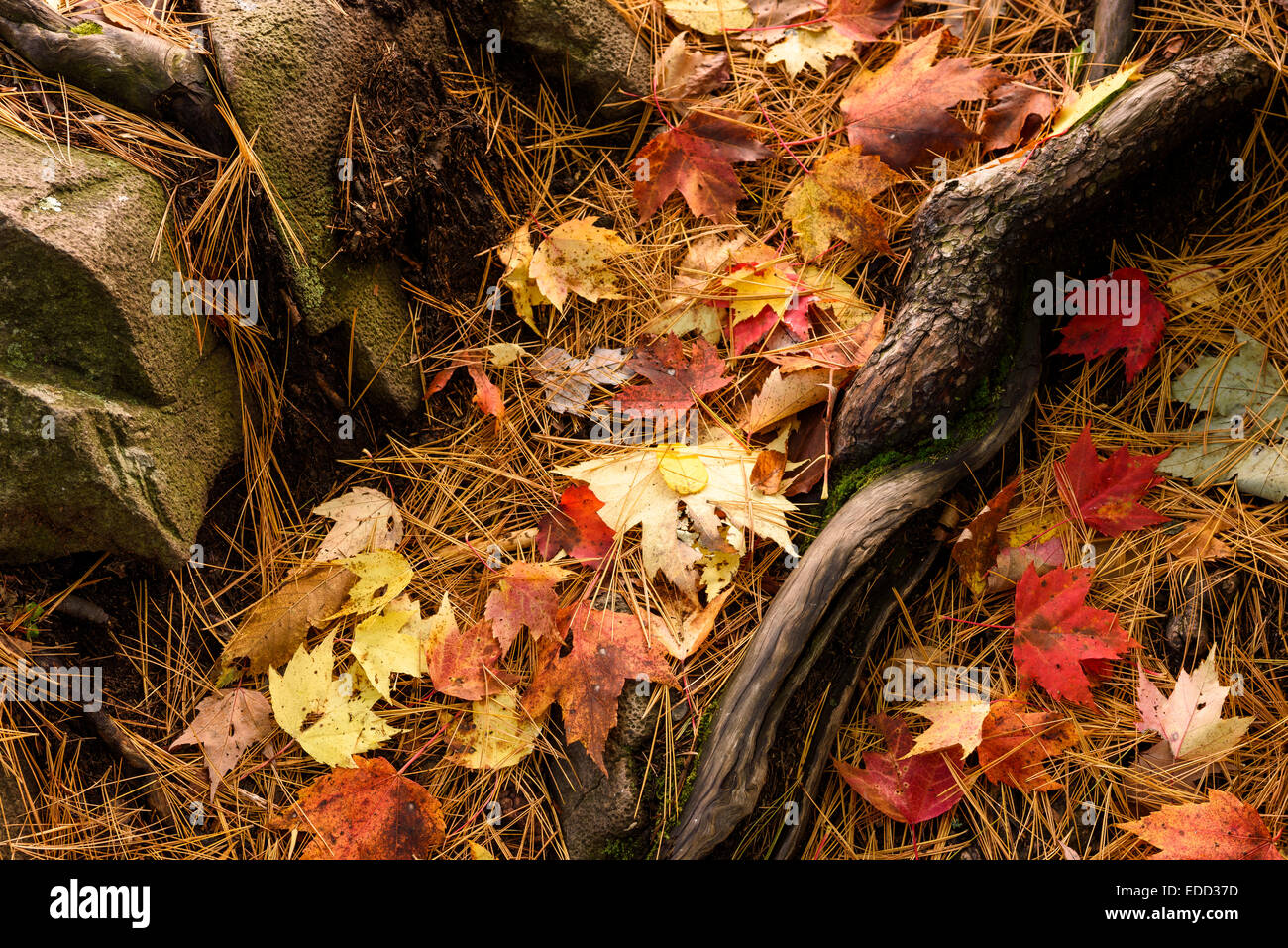 Colorful forest floor in Autumn Stock Photo - Alamy