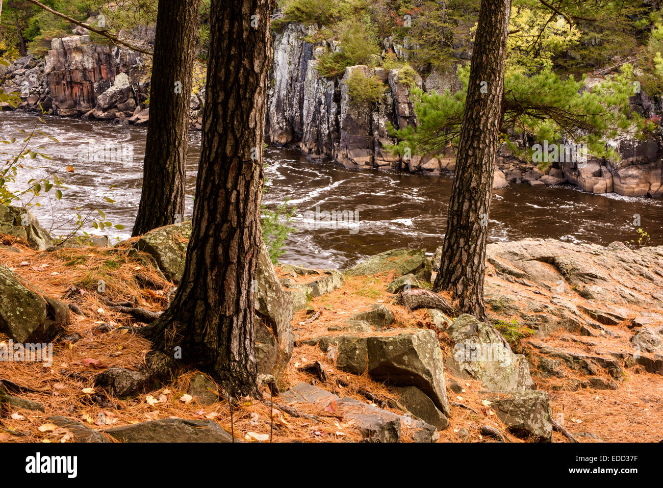 Trees along the St. Croix River Stock Photo - Alamy