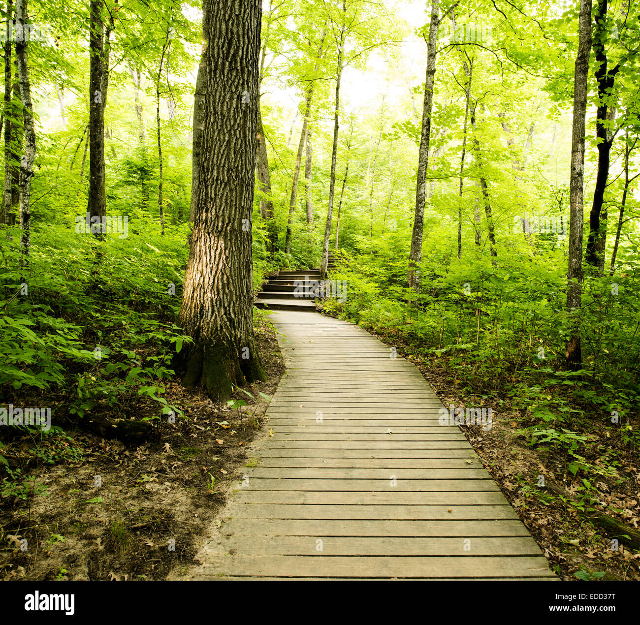 Nerstrand state park hi-res stock photography and images - Alamy