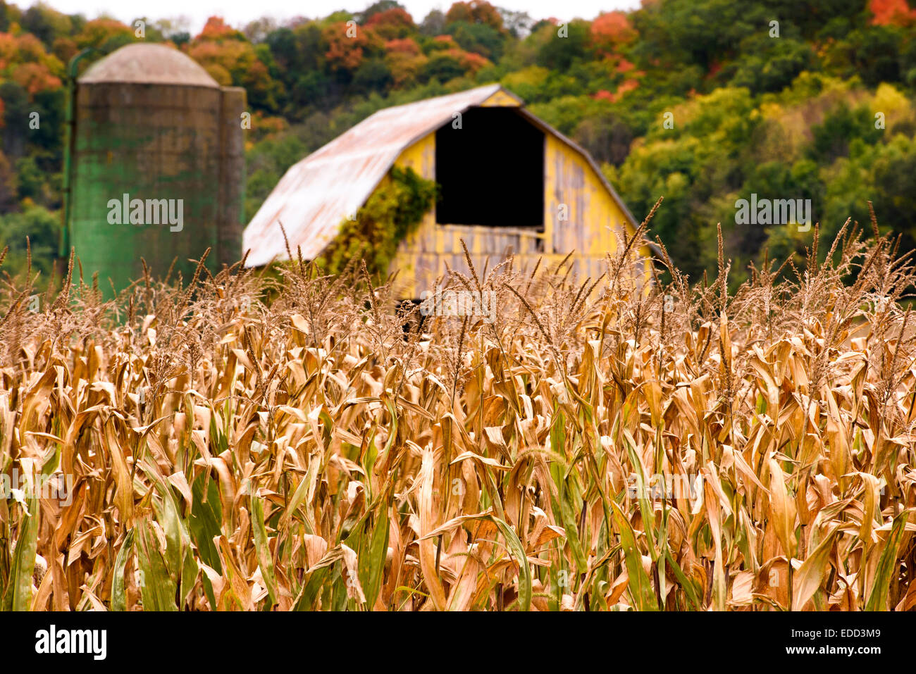 Corn silo in the usa hi-res stock photography and images - Alamy