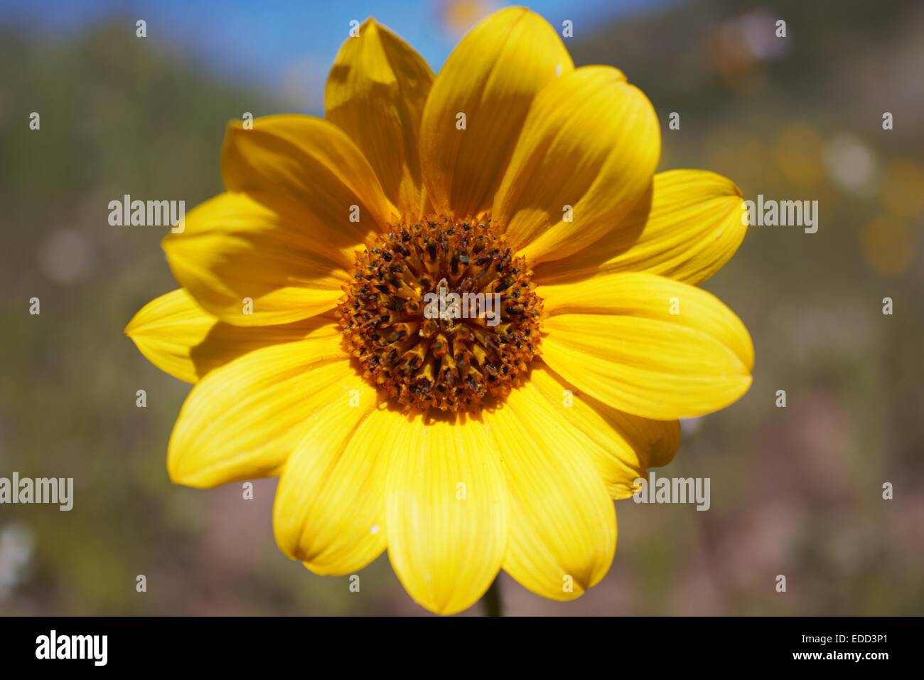 Sunflower arizona hi-res stock photography and images - Alamy